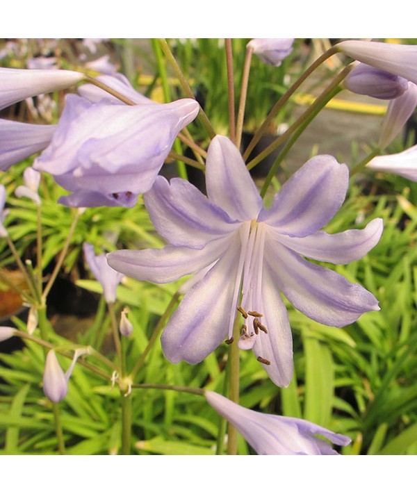 Agapanthus Peter Pan (1lt)
