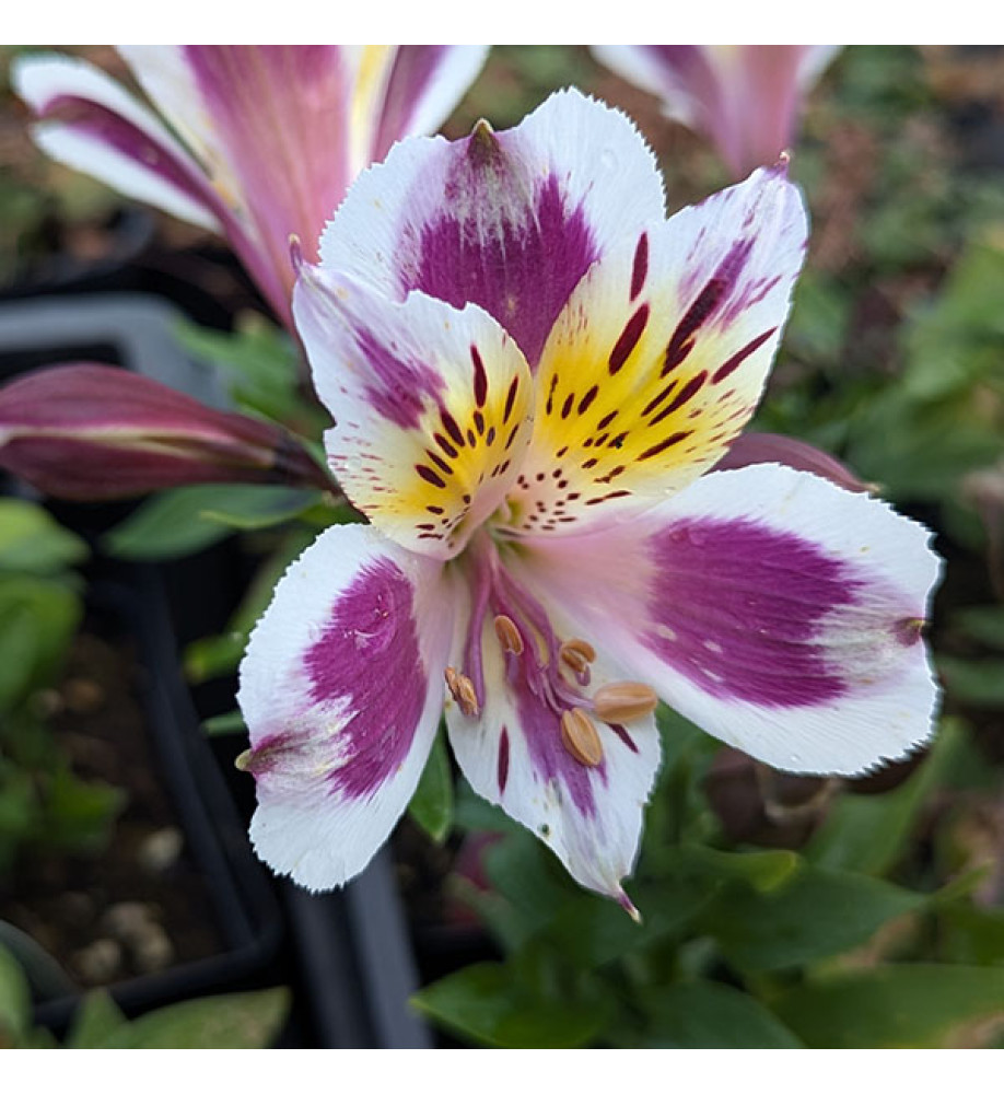 Yellow Alstroemeria Alstroemeria Inticancha Sunset | 9cm Garden Ready