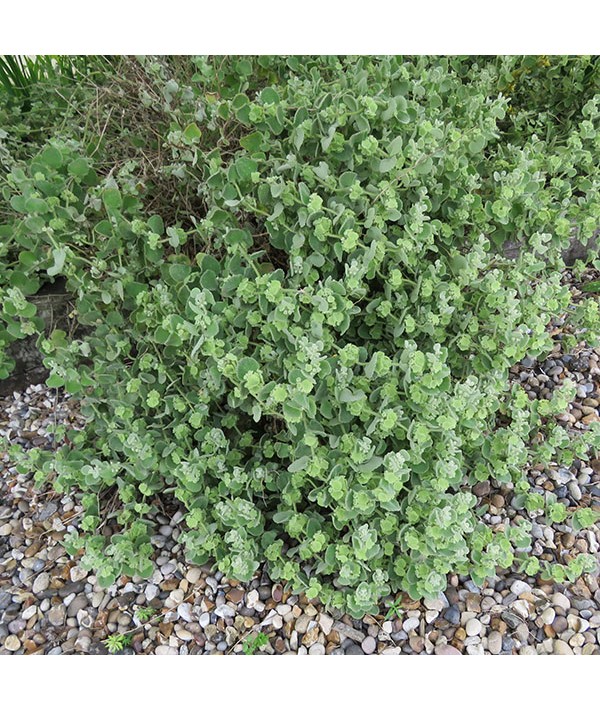 Ballota pseudodictamnus (1.5lt)