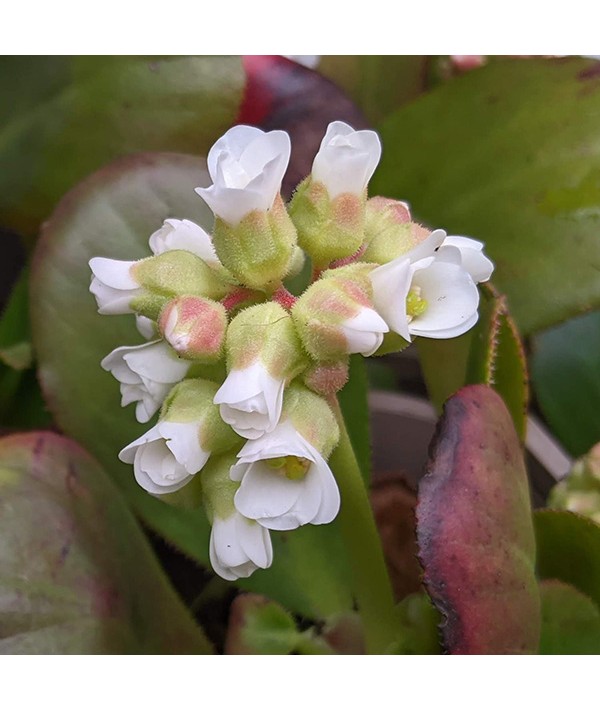 Bergenia Diamond Drops (1lt)