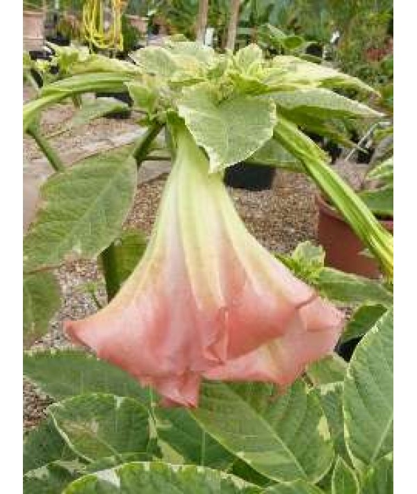 Brugmansia rosea Variegata (7.5lt)