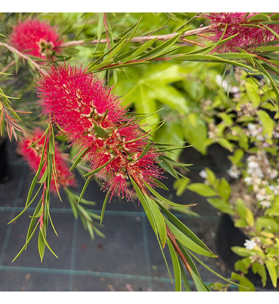 Callistemon rigidus (20lt)