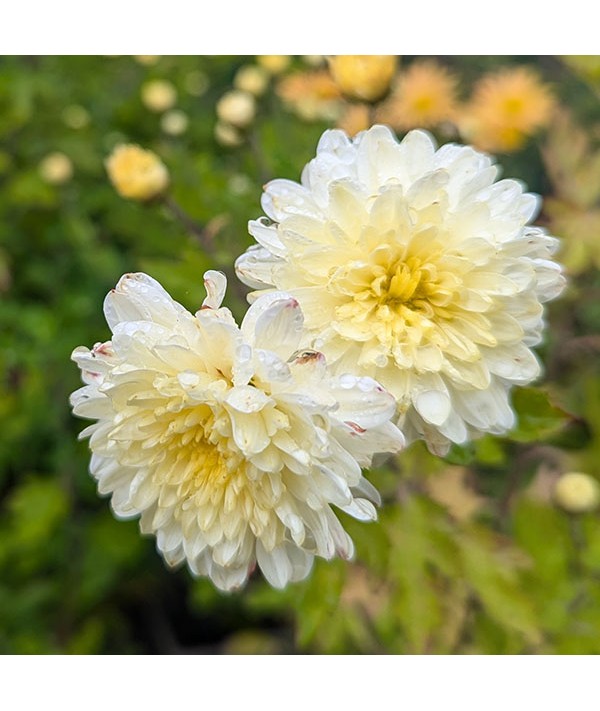 Chrysanthemum White Gloss 21e 1lt