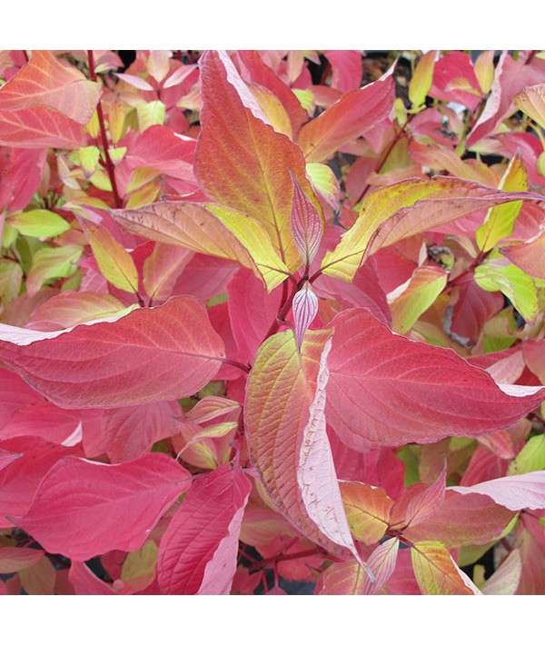Cornus alba Aurea (3lt)