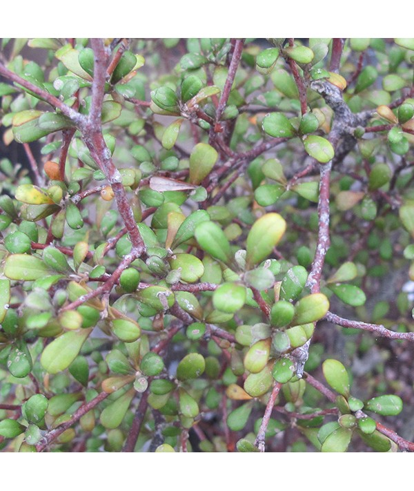 Corokia virgata (3lt)