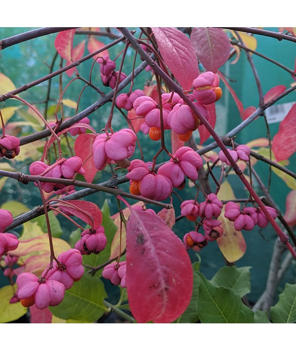 Euonymus europaeus (7t)