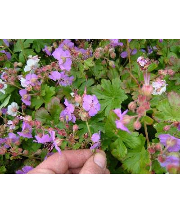 Geranium x cantabrigiense Cambridge (1.5lt)