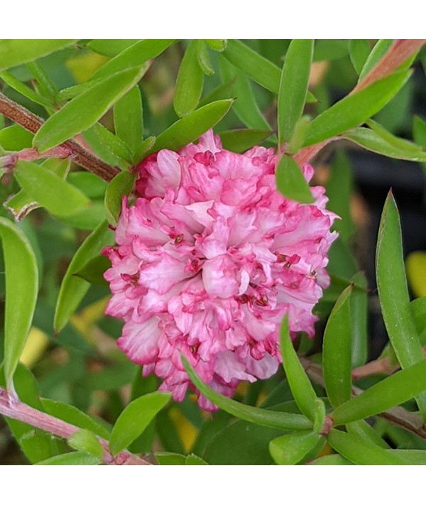 Leptospermum scoparium Coral Candy (3lt)