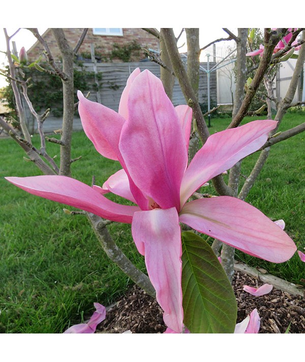 Magnolia Daybreak (12lt)