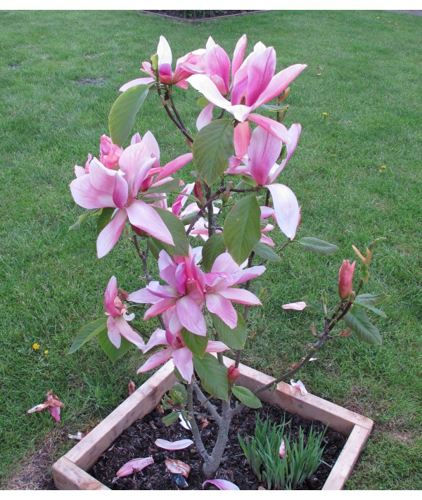 Magnolia Daybreak (12lt)