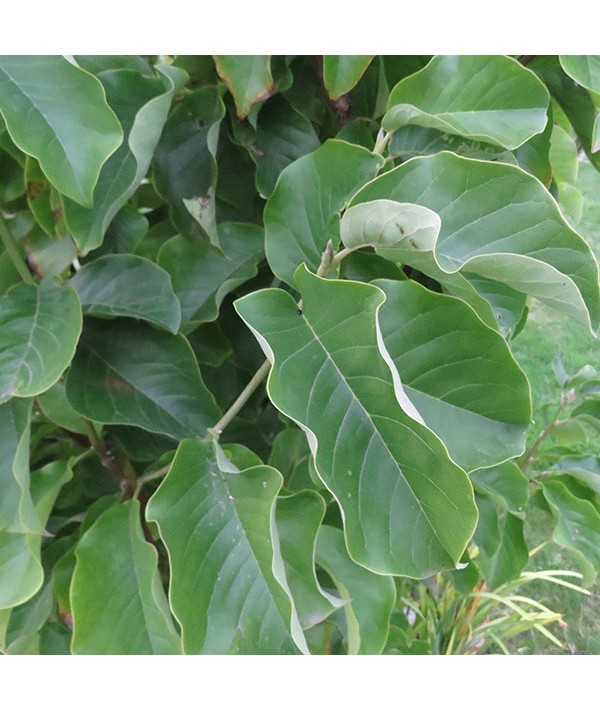 Magnolia Daybreak (12lt)