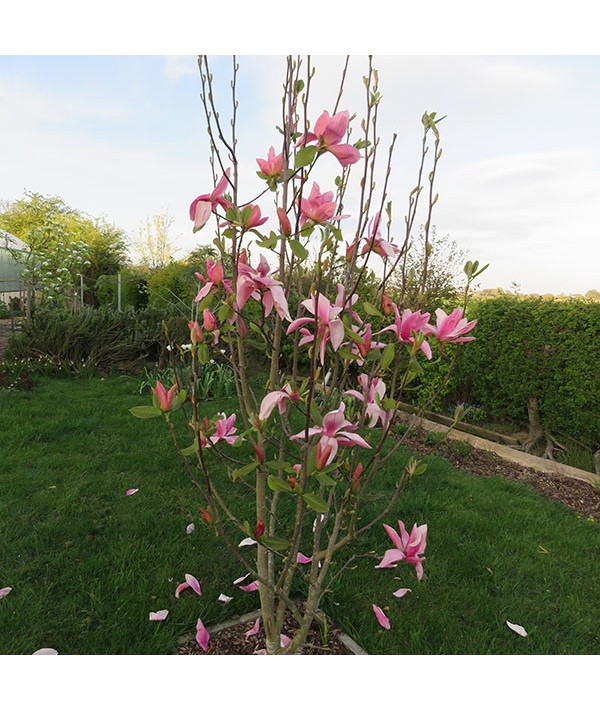 Magnolia Daybreak (12lt)