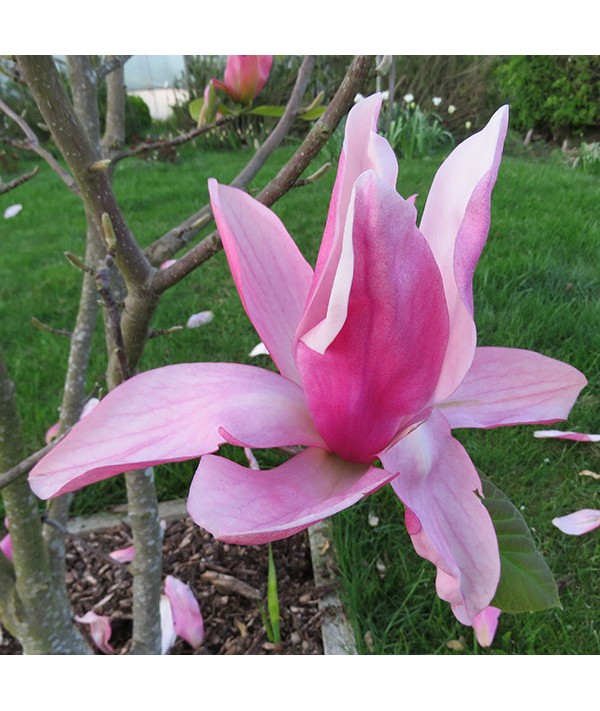 Magnolia Daybreak (12lt)