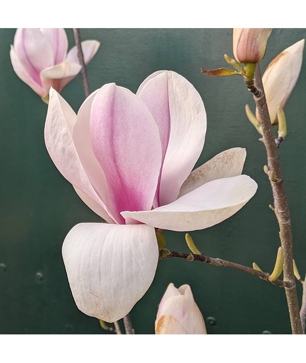 Magnolia Spectrum (12lt)