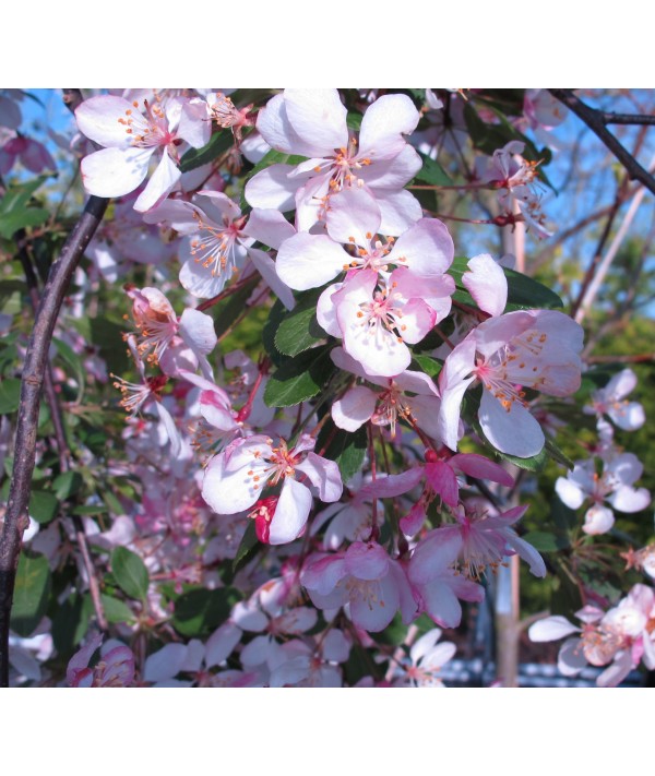 Malus floribunda (6lt)