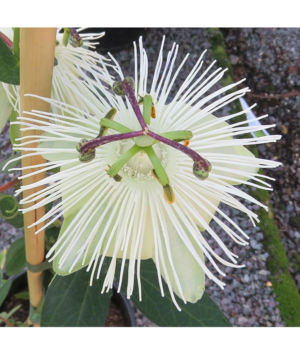 Passiflora Snow Queen (3lt)