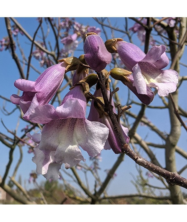 Paulownia tomentosa (10lt)