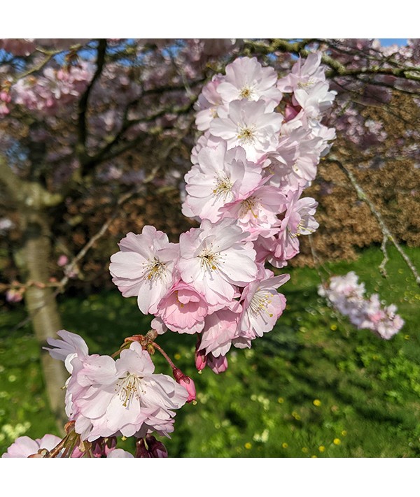 Prunus Accolade (12lt)