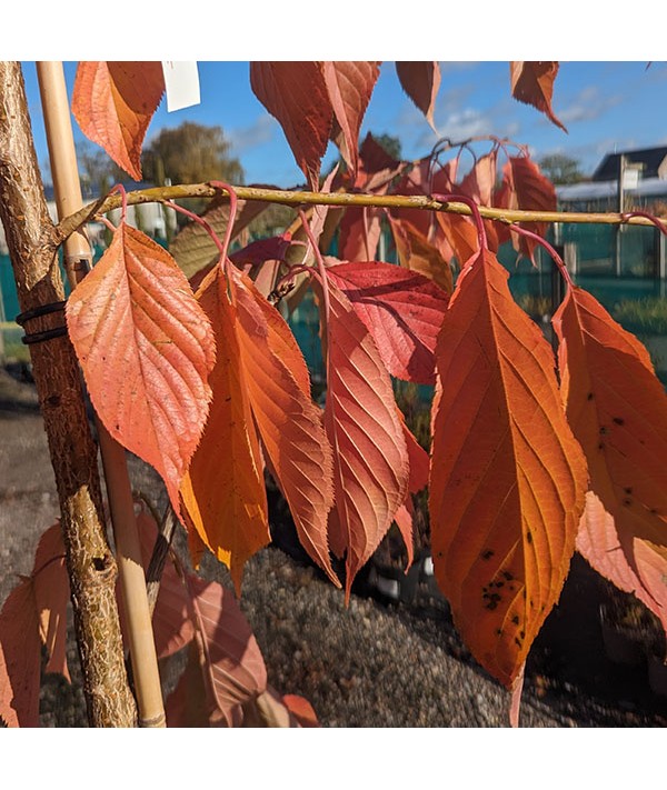 Prunus Fragrant Cloud (Shizuka) (17.5lt)