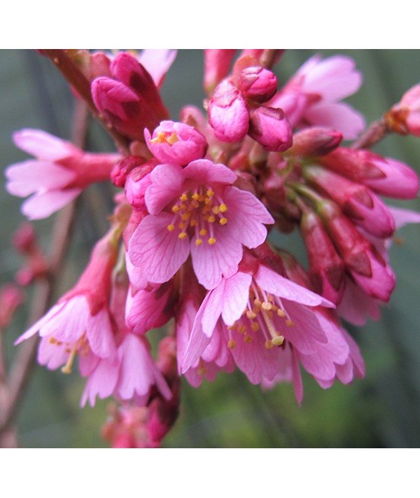 Prunus Pandora (10lt)
