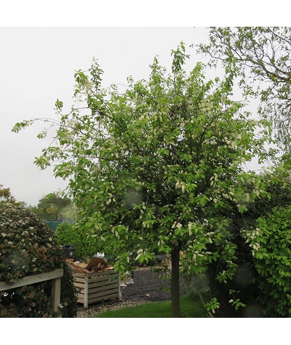 Prunus virginiana Schubert (13.5lt)
