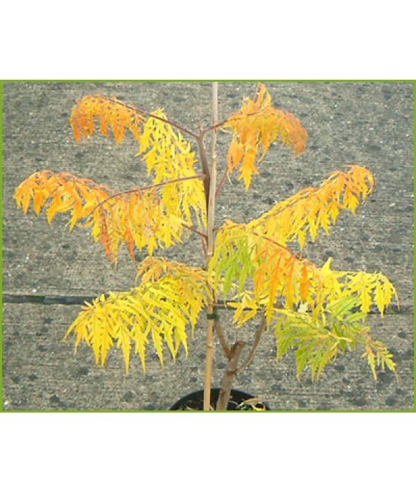 Rhus typhina Dissecta (3lt)