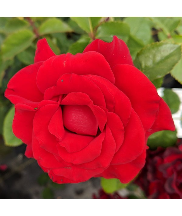 Rosa Happy Ruby Wedding (6lt)