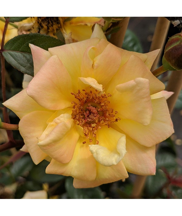 Rosa Laura Ford (6lt)