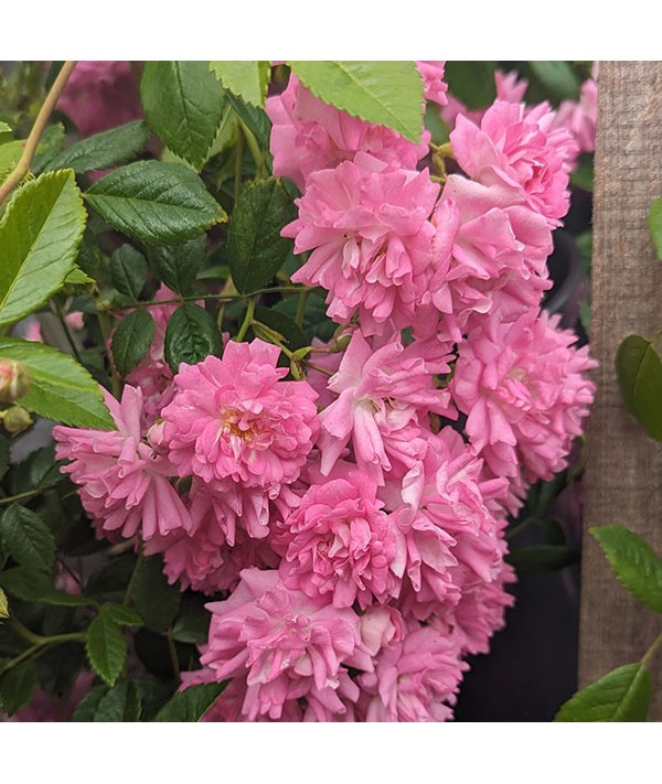 Rosa Super Excelsa (6lt)