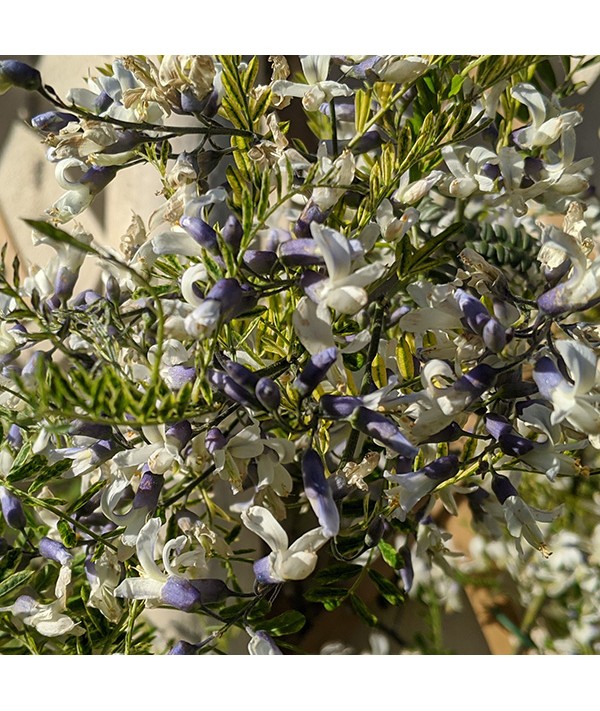 Sophora davidii (5lt)