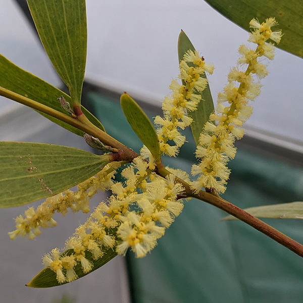 Acacia longifolia (12lt)