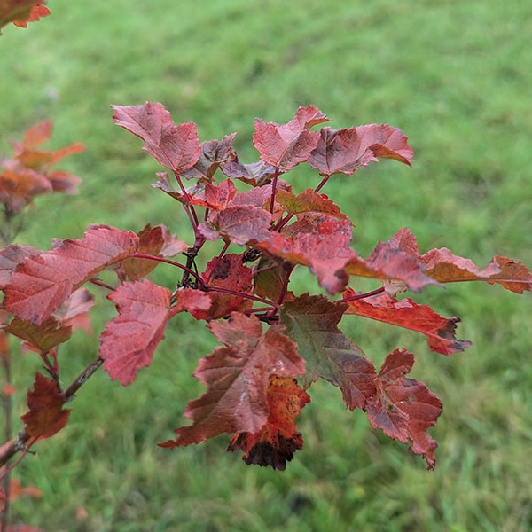 Acer tataricum ginnala Merlot Magic (12lt)