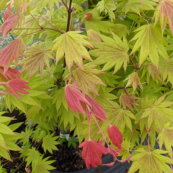 Acer shirasawanum Moonrise (90cm standards) (7.5lt)