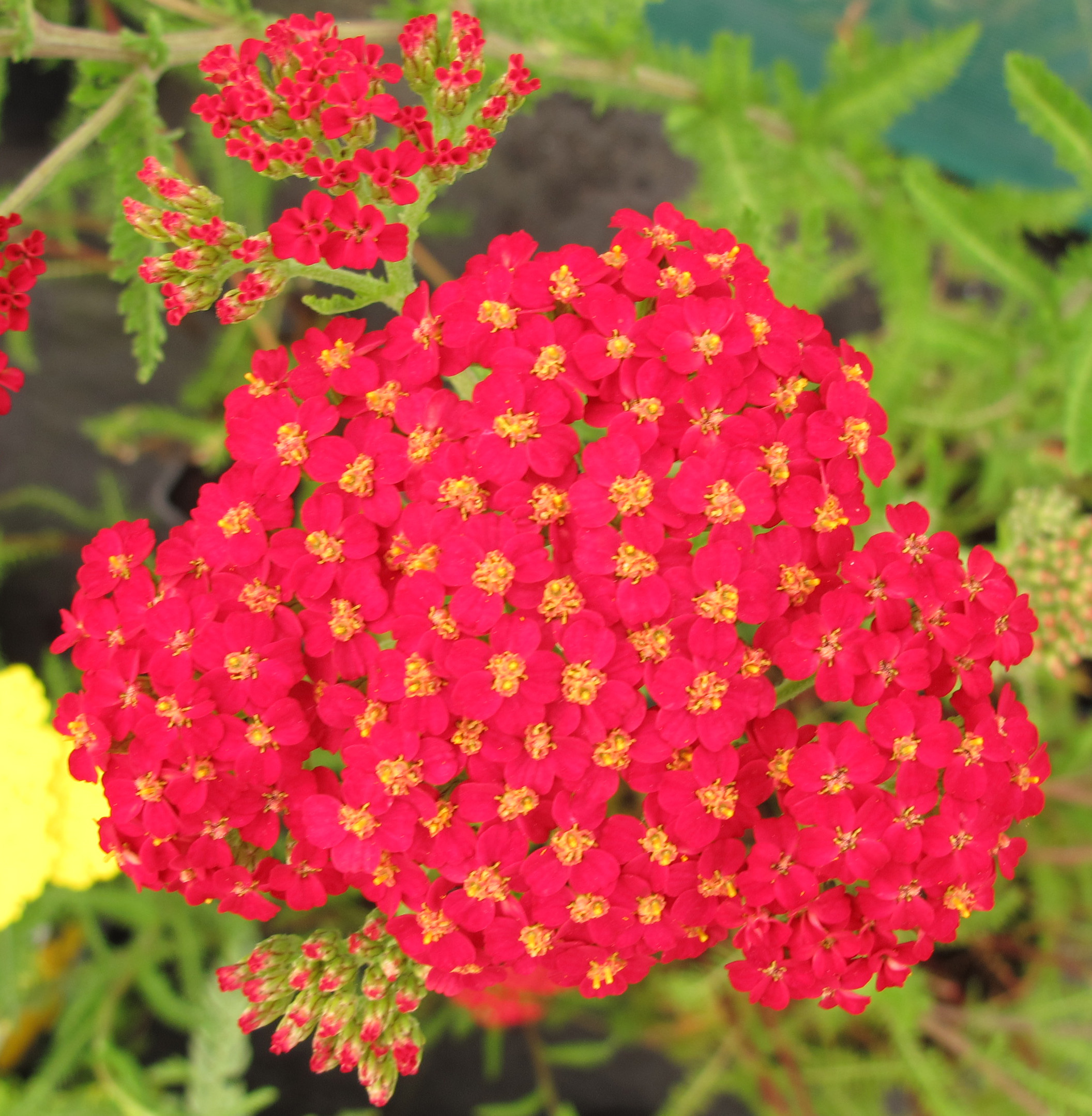 Achillea Paprika (1lt)