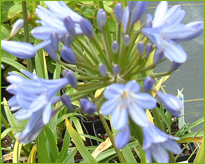 Agapanthus Peter Pan (3lt)