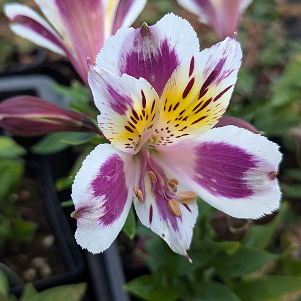 Alstroemeria Inca Magic 1.5lt