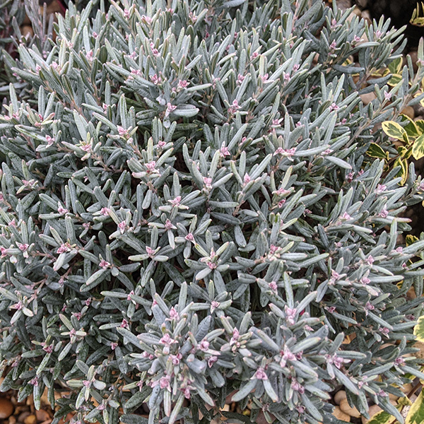 Andromeda polifolia Blue Lagoon (2lt)