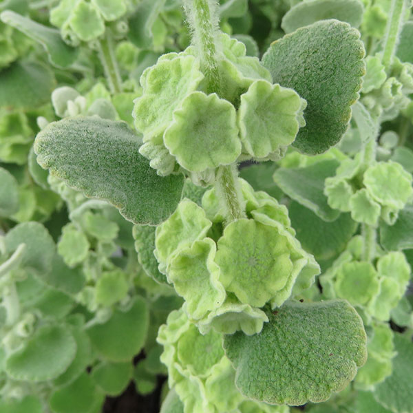 Ballota pseudodictamnus (1.5lt)