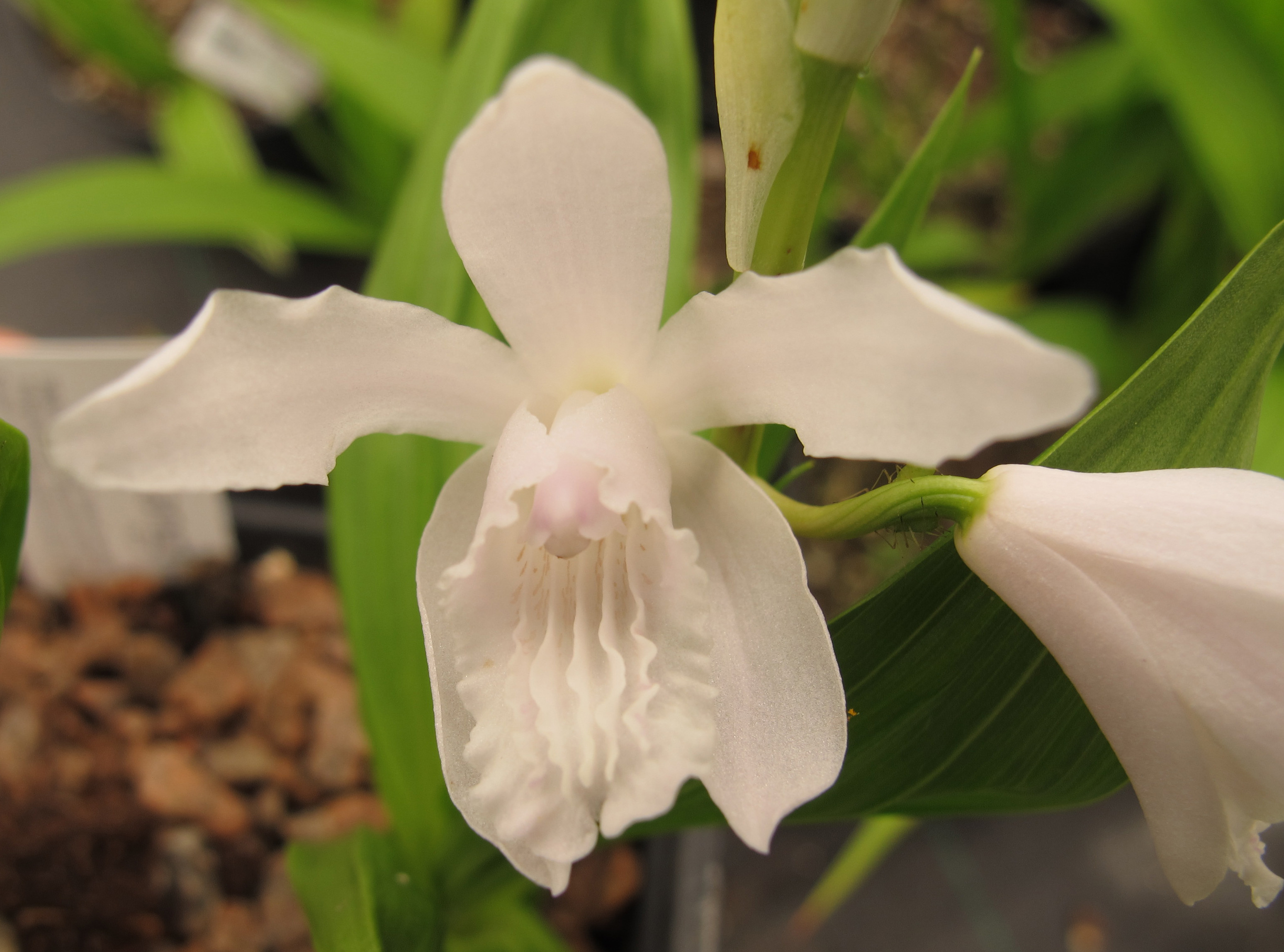 Bletilla striata Alba (1lt)