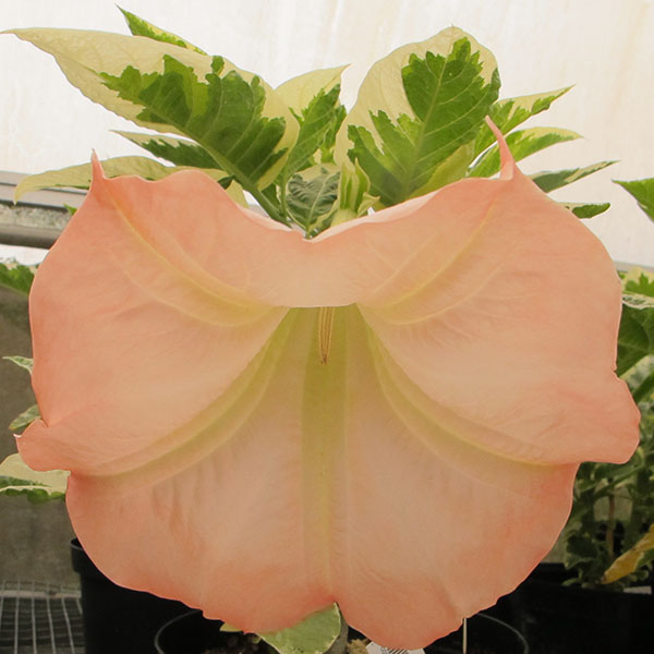 Brugmansia rosea Variegata (7.5lt)