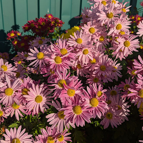 Chrysanthemum Nancy Perry (21d) (1lt)