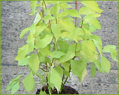 Cornus alba Aurea (3lt)