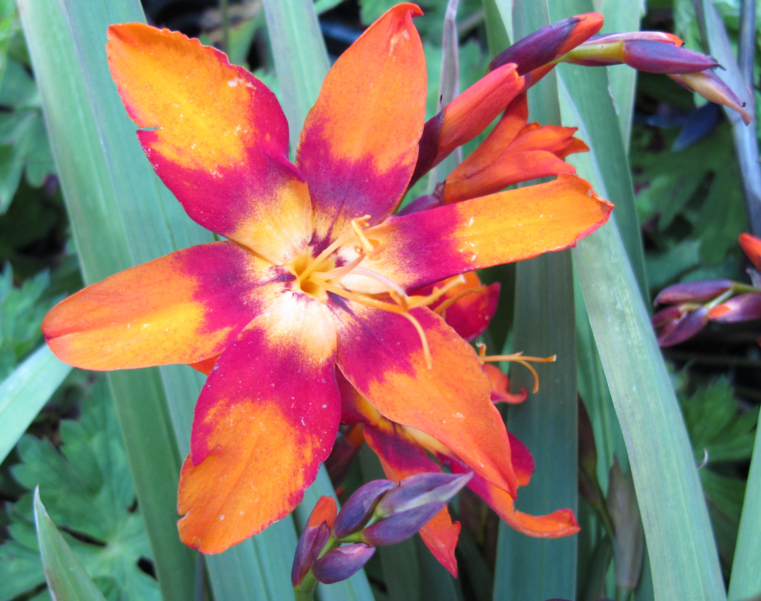 Crocosmia x crocosmiiflora Emily Mckenzie (1.5lt)