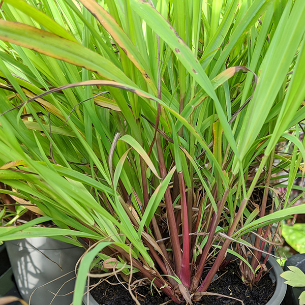 Cymbopogon citratus (Lemongrass) (9cm)