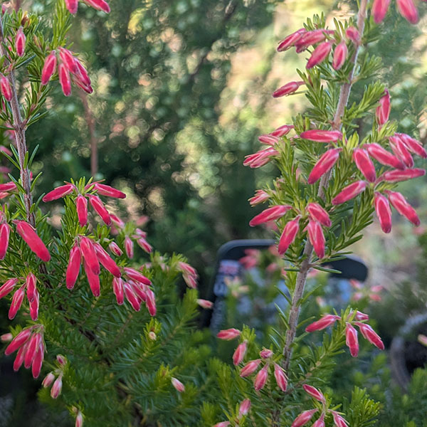 Erica Winter Fire (3lt)
