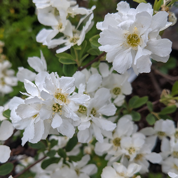 Exochorda x macrantha The Bride (20lt)
