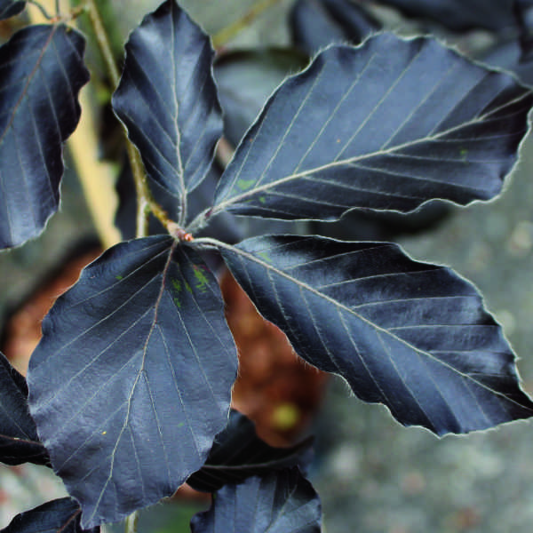 Fagus sylvatica Riversii (25lt)