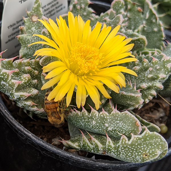 Faucaria tuberculosa (0.8lt)