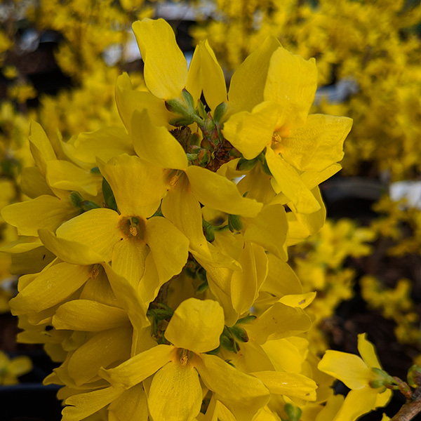 Forsythia x intermedia Week End (15lt)