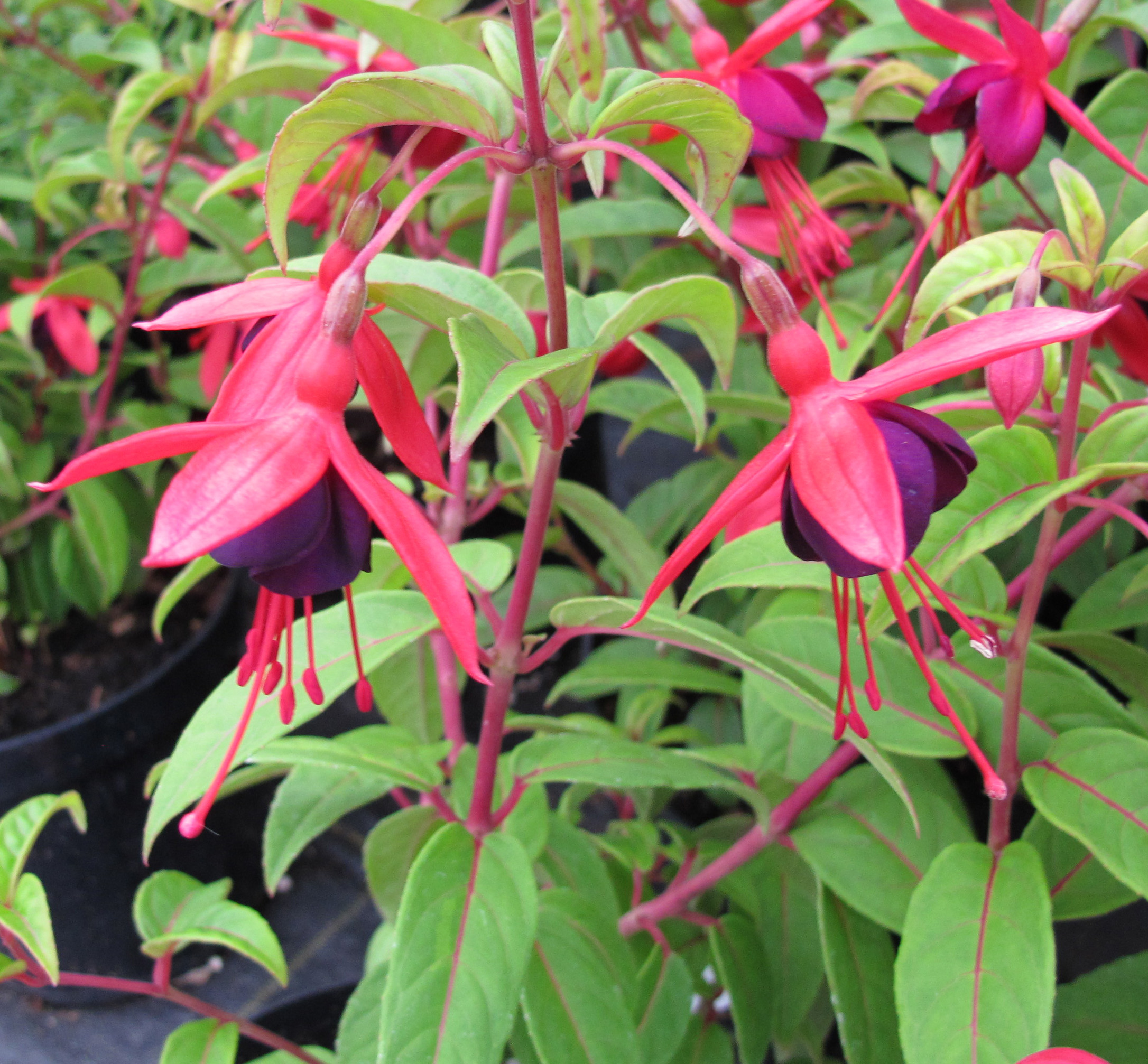 Fuchsia Lady Boothby (2lt)